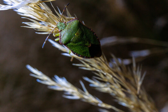 Blattwanze bilder – Bläddra bland 183 stockfoton, vektorer och videor ...