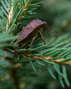 Blattwanze bilder – Bläddra bland 183 stockfoton, vektorer och videor ...
