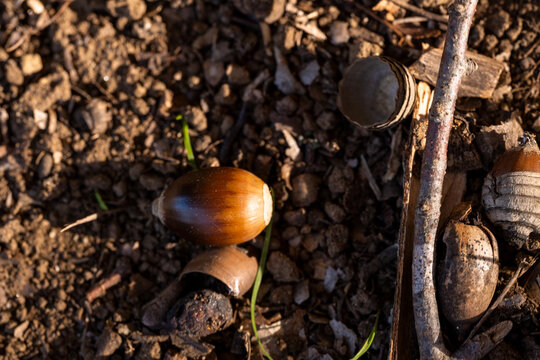 Buchennuss Bilder – Durchsuchen 683 Archivfotos, Vektorgrafiken und ...