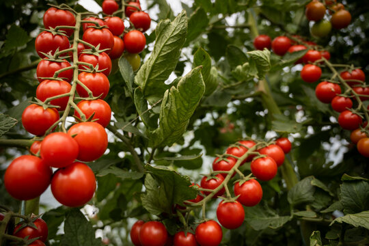 Strauchtomate Bilder – Durchsuchen 40,484 Archivfotos, Vektorgrafiken ...