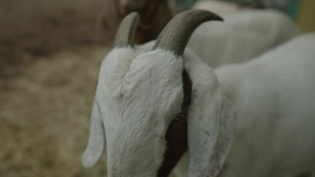 รูปภาพBoer – เลือกดูภาพถ่ายสต็อก เวกเตอร์ และวิดีโอ14,246 | Adobe Stock