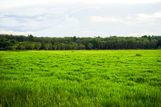 รูปภาพGrass-Land – เลือกดูภาพถ่ายสต็อก เวกเตอร์ และวิดีโอ3,552 | Adobe ...