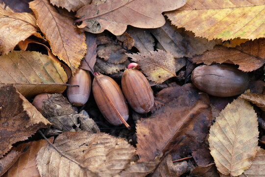 Afbeeldingen over Keimend – Blader in stockfoto's, vectoren en video's ...