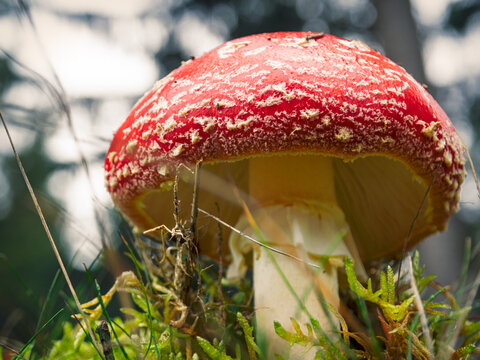 "Fly Agaric" Bilder – Durchsuchen 62,499 Archivfotos, Vektorgrafiken und Videos | Adobe Stock
