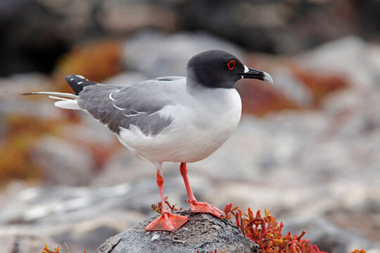 Lari Images – Parcourir 2,940 le catalogue de photos, vecteurs et ...