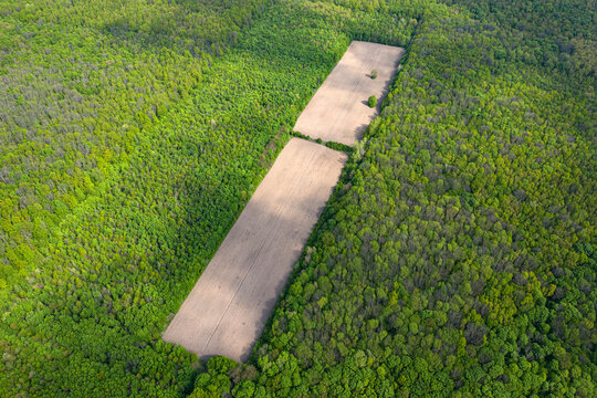 Imagens de Clearfelling – Explore Fotografias do Stock, Vetores e ...