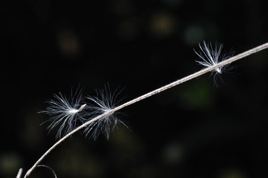 Dandelion Flower At Night Images – Browse 5,314 Stock Photos, Vectors ...