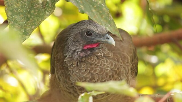 Pava Images – Browse 396 Stock Photos, Vectors, and Video | Adobe Stock