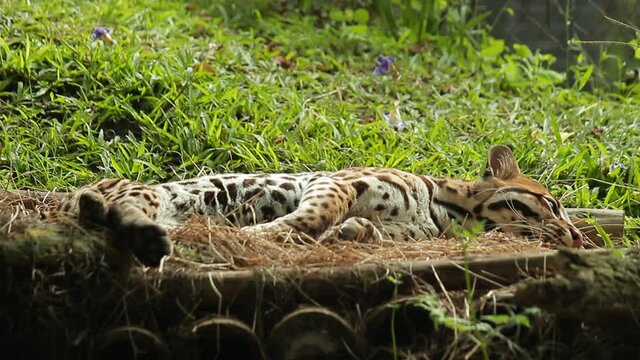 รูปภาพTigrillo – เลือกดูภาพถ่ายสต็อก เวกเตอร์ และวิดีโอ3,185 | Adobe Stock