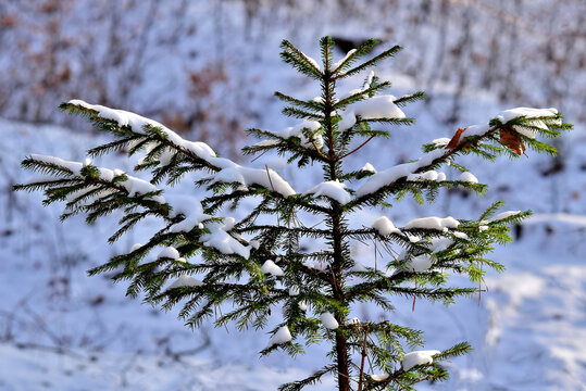 Fichtenbaum Billeder – Gennemse 195 stockfotos, vektorer og videoer ...