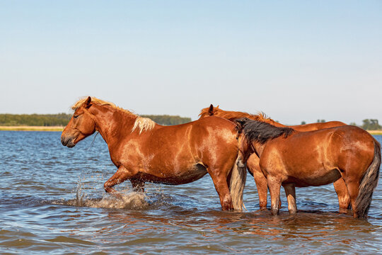 Forelegs Images – Browse 3,861 Stock Photos, Vectors, and Video | Adobe ...