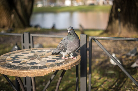 "Cute Pigeon" Images – Browse 338 Stock Photos, Vectors, and Video ...