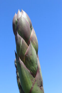 Imágenes de Quiote: descubre bancos de fotos, ilustraciones, vectores y ...