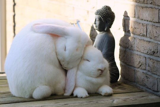 Karnickel Bilder – Durchsuchen 1,081,261 Archivfotos, Vektorgrafiken ...