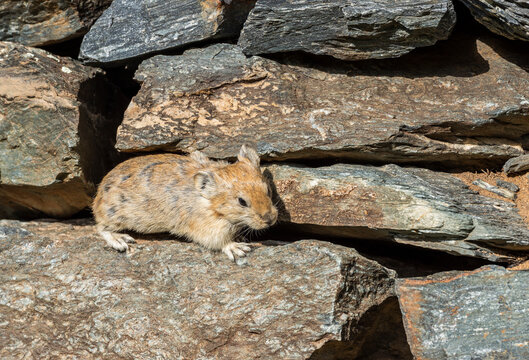 Ochotonidae Images – Browse 48 Stock Photos, Vectors, and Video | Adobe ...