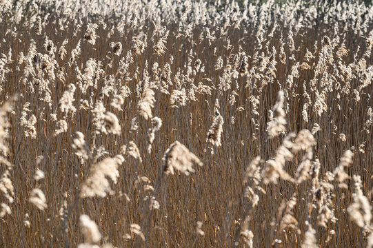 Imágenes de Trzcina: descubre bancos de fotos, ilustraciones, vectores ...