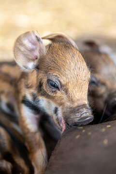 Zitze bilder – Bläddra bland 137 stockfoton, vektorer och videor ...