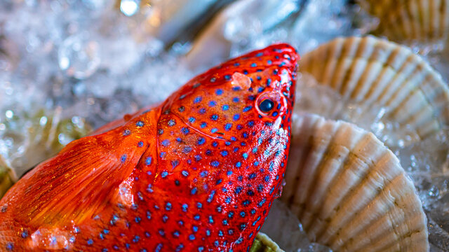 "Spot Fish" 影像 – 瀏覽 506 個素材庫相片、向量圖和影片 | Adobe Stock