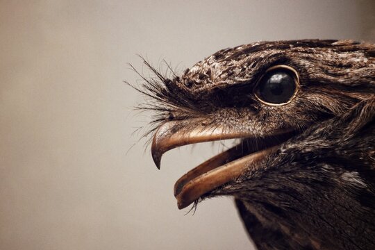 รูปภาพRostrum – เลือกดูภาพถ่ายสต็อก เวกเตอร์ และวิดีโอ2,987,457 | Adobe ...