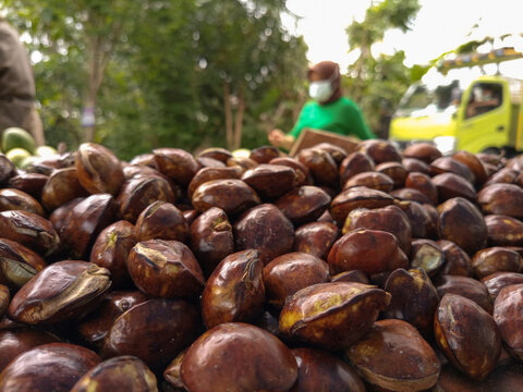 รูปภาพJengkol – เลือกดูภาพถ่ายสต็อก เวกเตอร์ และวิดีโอ202 | Adobe Stock
