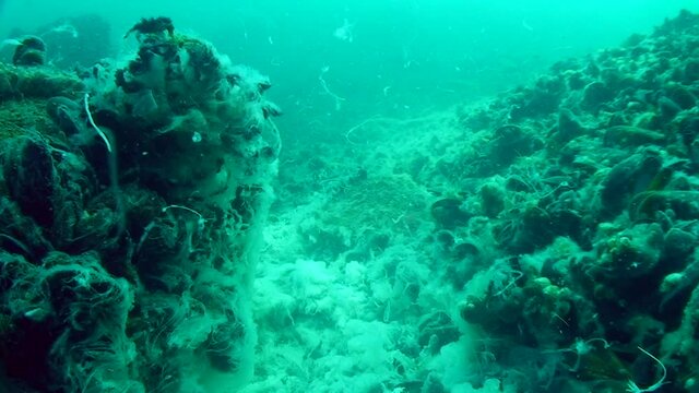 Obrazy ("Fish Kill") — zdjęcia, wektory i wideo bez tantiem (680 ...