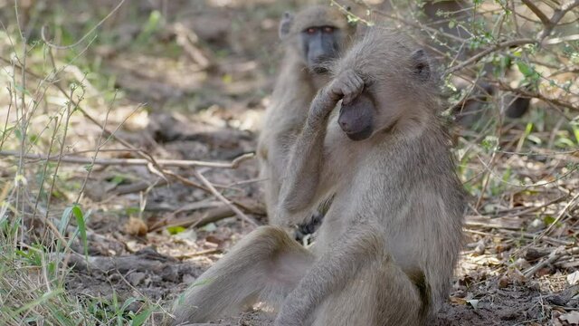 "Cape Baboon" 이미지 – 찾아보기 5,134 스톡 사진, 벡터 및 비디오 | Adobe Stock