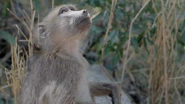 "Cape Baboon" 影像 – 瀏覽 4,915 個素材庫相片、向量圖和影片 | Adobe Stock