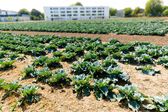 Kohlfeld Images – Browse 344 Stock Photos, Vectors, and Video | Adobe Stock