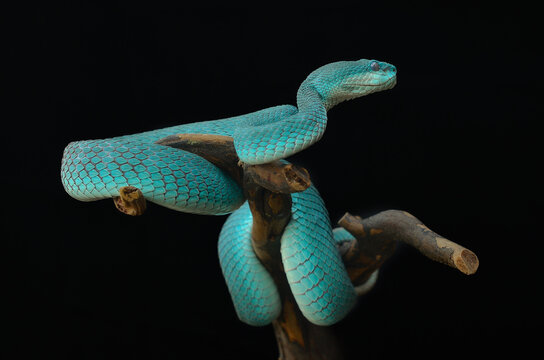 รูปภาพViper – เลือกดูภาพถ่ายสต็อก เวกเตอร์ และวิดีโอ64,683 | Adobe Stock