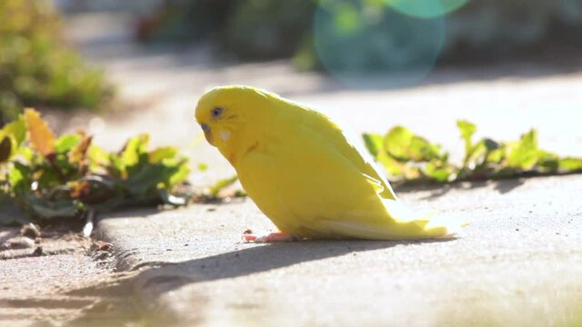 Pure Yellow Parakeet