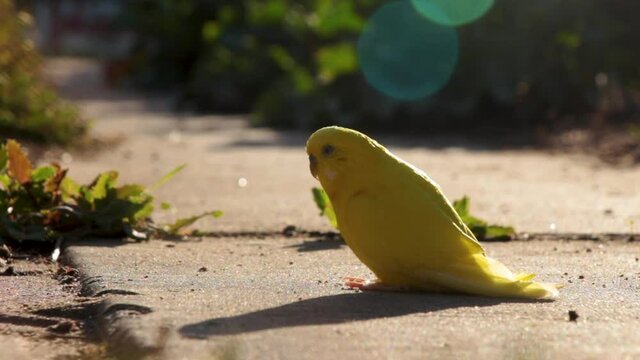 Pure Yellow Parakeet