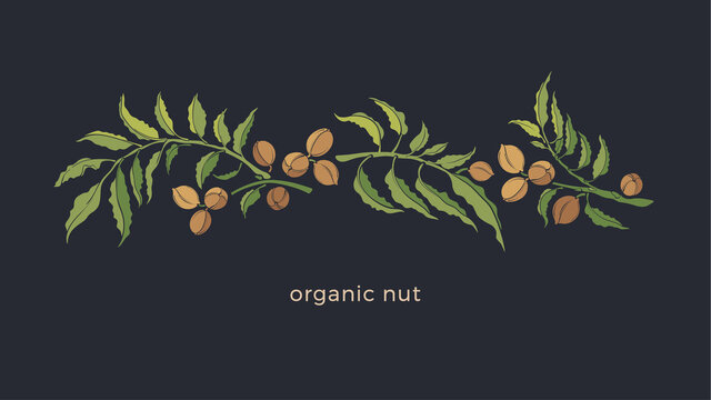 Pecan Tree Vector Images – Browse 9,001 Stock Photos, Vectors, and ...