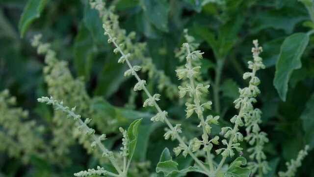 Tulsi Leaf In Tagalog