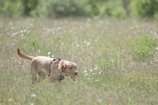 "Golden Labrador" Images – Browse 300 Stock Photos, Vectors, and Video ...