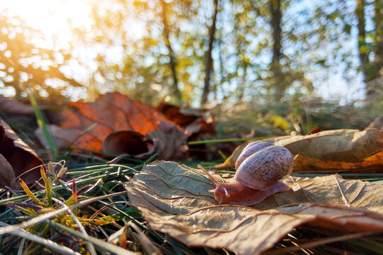 Snigel bilder – Bläddra bland 297,047 stockfoton, vektorer och videor ...
