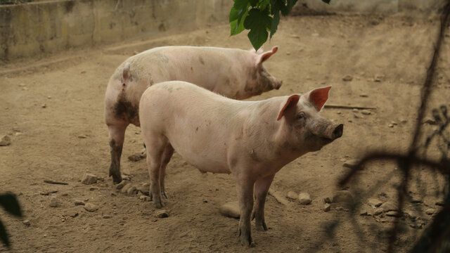 Porker 画像 - 参照 1,527 Stock 写真、ベクターおよびビデオ | Adobe Stock