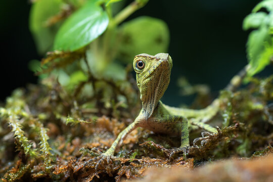 "Forest Lizard" Images – Browse 4,647 Stock Photos, Vectors, and Video ...