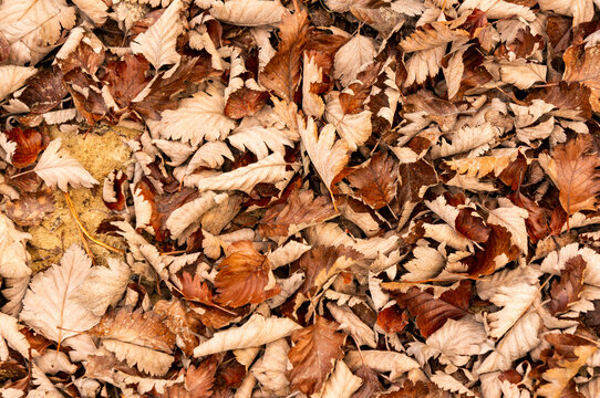 "Dried Leaves" Images – Browse 5,267 Stock Photos, Vectors, and Video ...