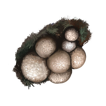 Saprobic Images – Browse 759 Stock Photos, Vectors, and Video | Adobe Stock