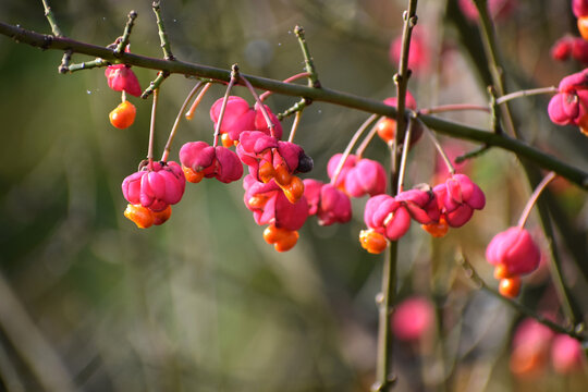 รูปภาพFructify – เลือกดูภาพถ่ายสต็อก เวกเตอร์ และวิดีโอ580 | Adobe Stock