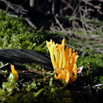 รูปภาพGrzyb – เลือกดูภาพถ่ายสต็อก เวกเตอร์ และวิดีโอ9,229 | Adobe Stock