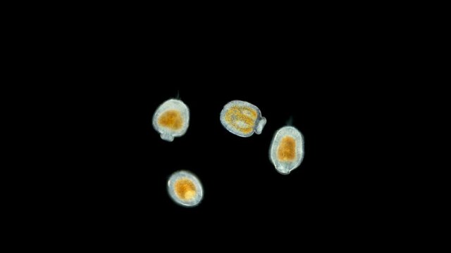 Planula Images – Browse 55 Stock Photos, Vectors, and Video | Adobe Stock