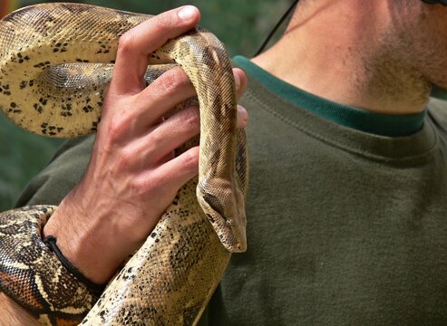 "Python Snake" Bilder – Durchsuchen 3,455 Archivfotos, Vektorgrafiken ...