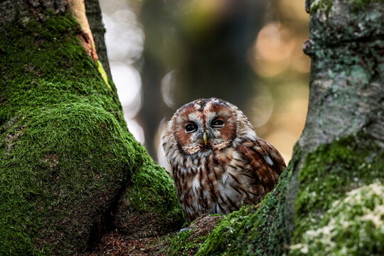 Daniel Dunca photos, images, assets | Adobe Stock