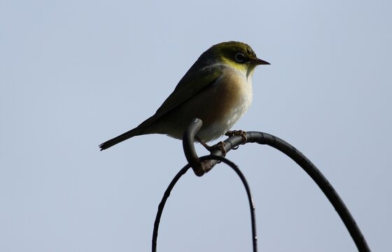 Tauhou Images – Browse 38 Stock Photos, Vectors, and Video | Adobe Stock