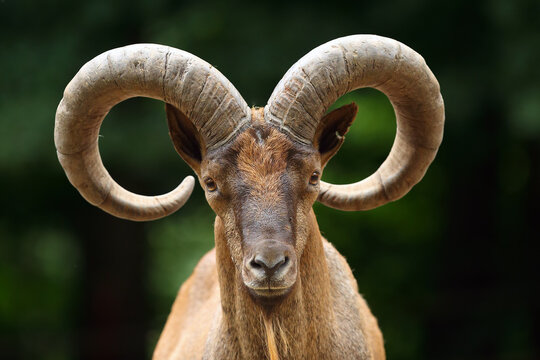 Tur Images – Parcourir 10,923 le catalogue de photos, vecteurs et ...