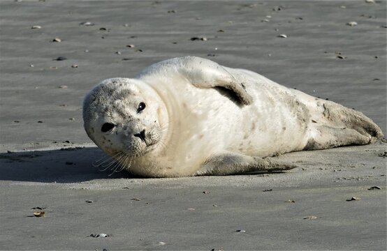 Imágenes de Seerobbe: descubre bancos de fotos, ilustraciones, vectores ...