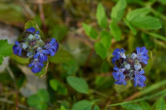 "Zygomorphe Bilder – Durchsuchen 154 Archivfotos, Vektorgrafiken und ...