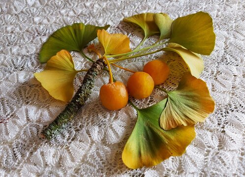 Imagens de Ginkgoales – Explore Fotografias do Stock, Vetores e Vídeos ...