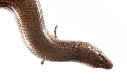 รูปภาพChalcides – เลือกดูภาพถ่ายสต็อก เวกเตอร์ และวิดีโอ6,444 | Adobe Stock
